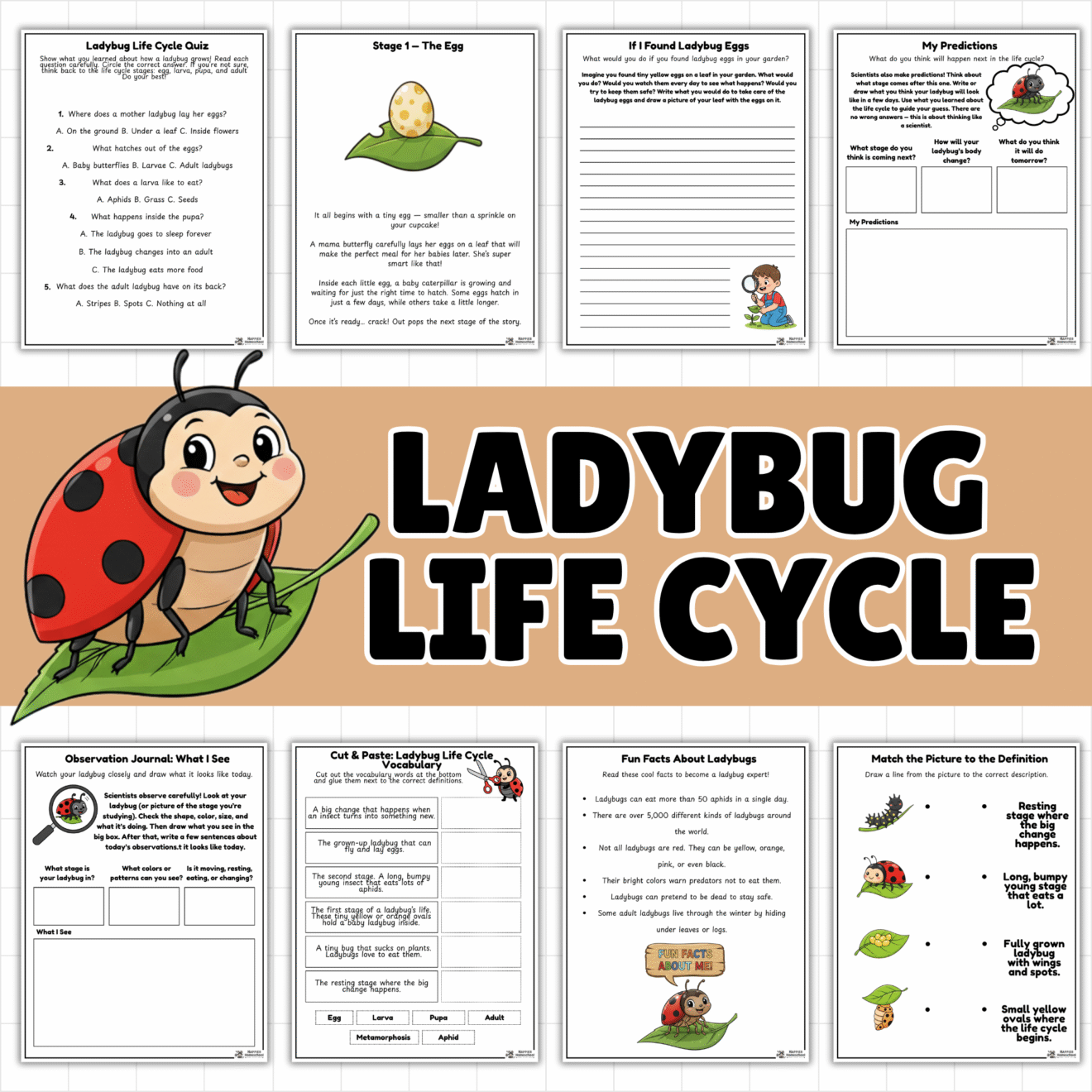 Ladybug Life Cycle Printable for Kids - Happier Homeschool