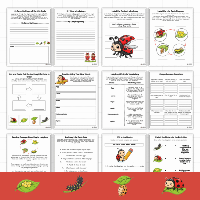 Ladybug Life Cycle Printable for Kids - Happier Homeschool